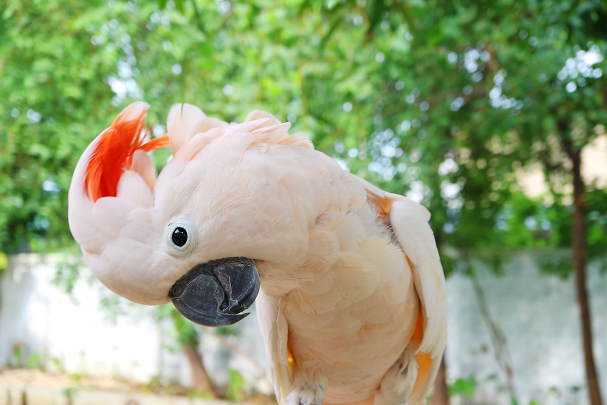 Pink Cockatoo’s ‘Tippy Taps’ While Chasing Mom Are Too Funny To Resist