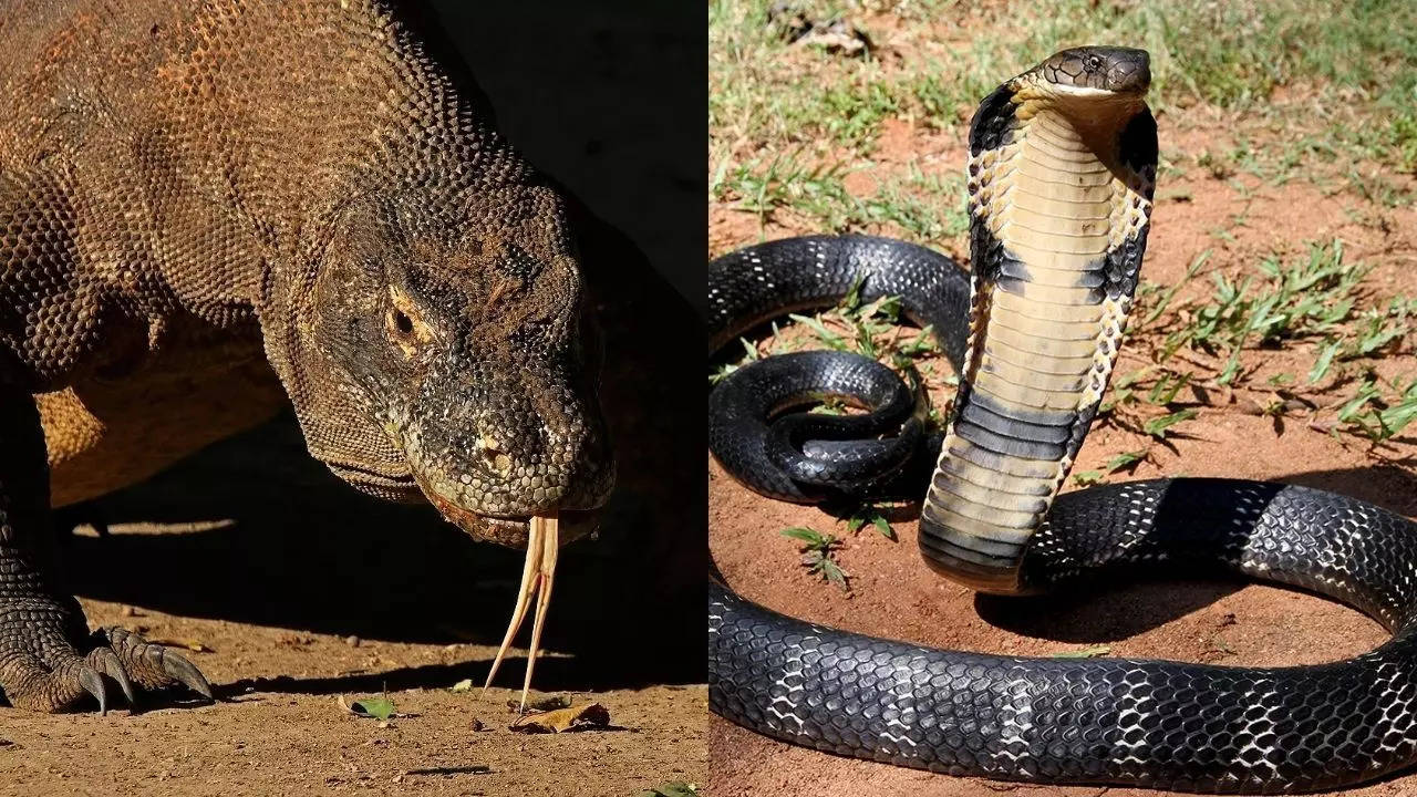 King cobra vs Komodo dragon: Physical traits, venom, and who would win ...