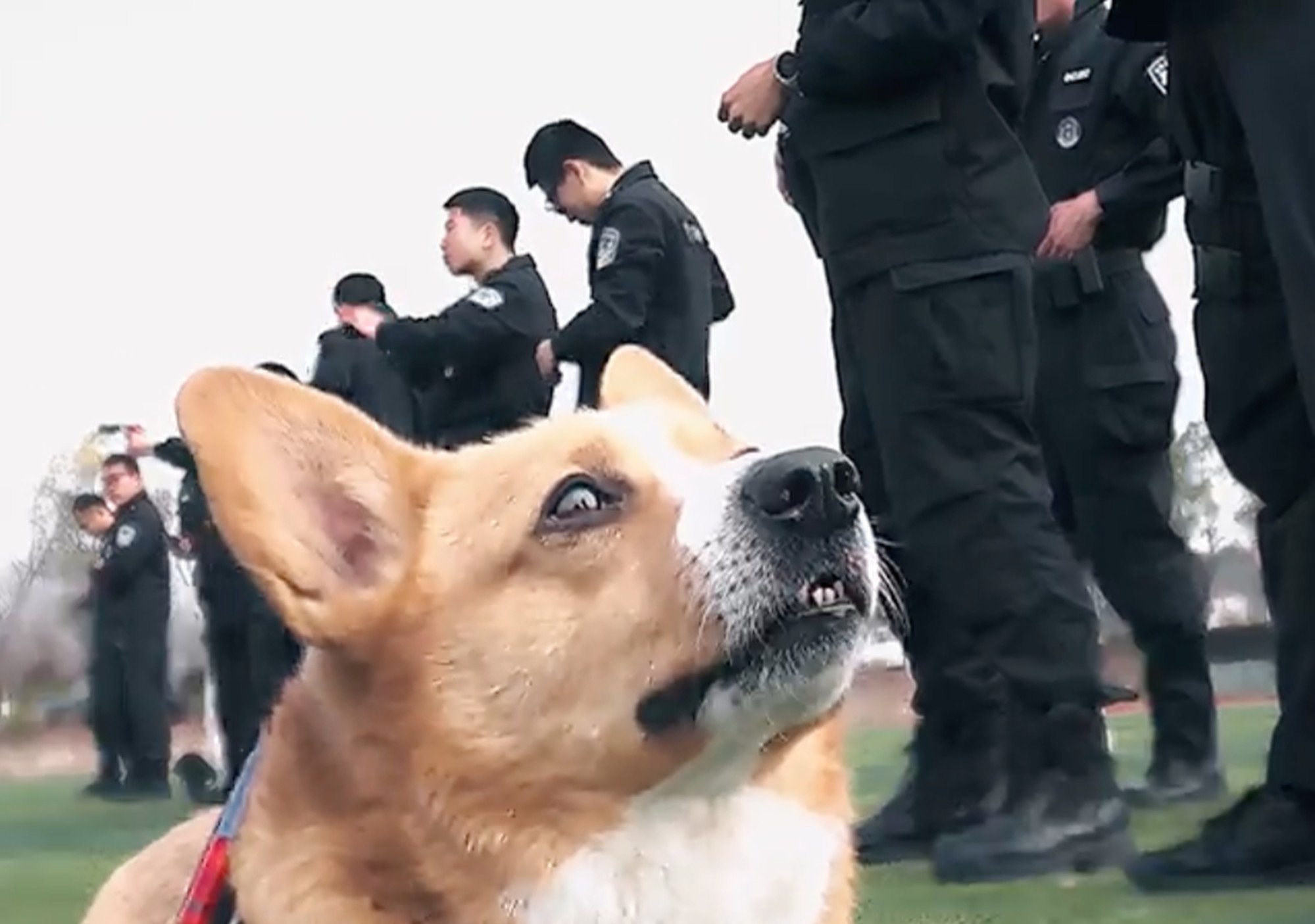 Paw-sitive impact: China’s first corgi cop dog inspires ‘Rabbit Baby ...
