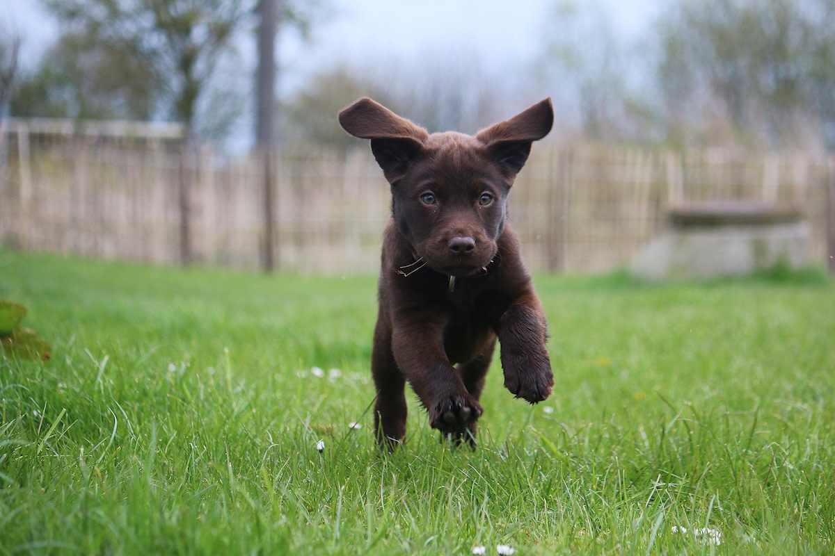Chocolate Labrador Puppy Can't Get Enough of Her Yellow Lab Brother in ...