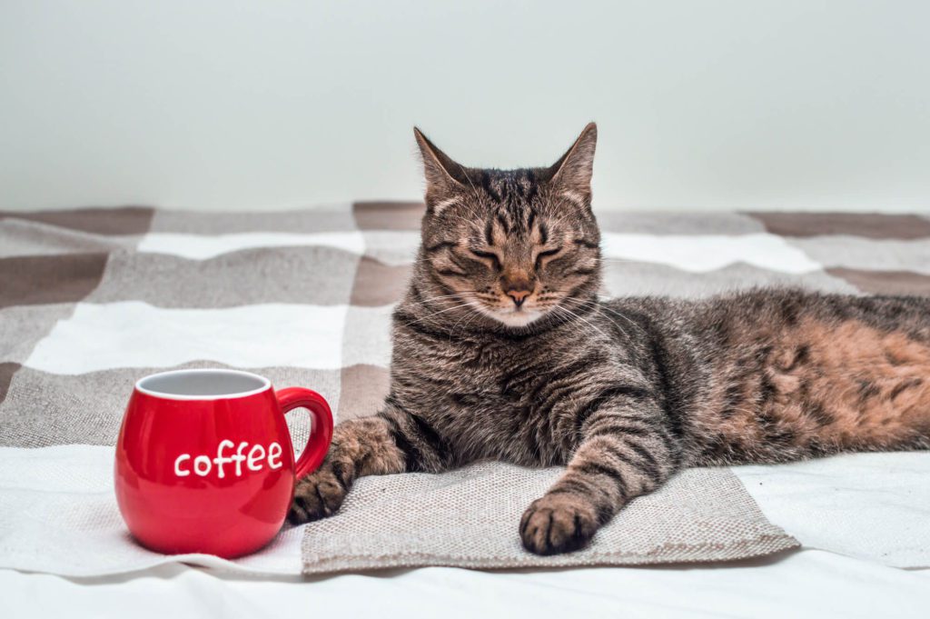 30 Perfect Coffee Names for Cats