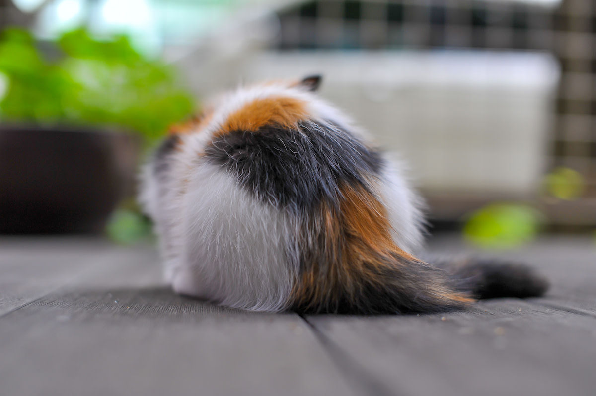 Ragdoll Cat's Gorgeous Rare Face Coloring Is Making People Do a Double Take