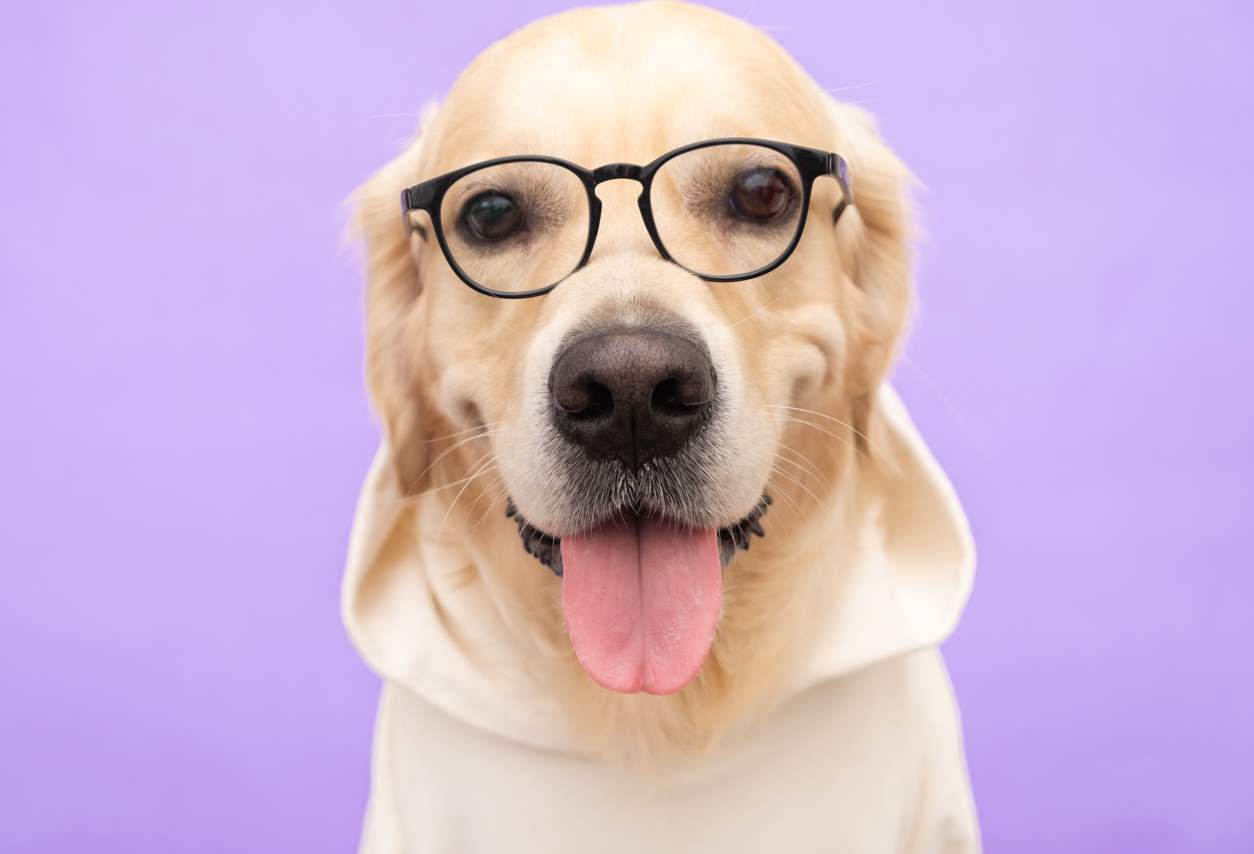 The World's Smartest Dog Breeds