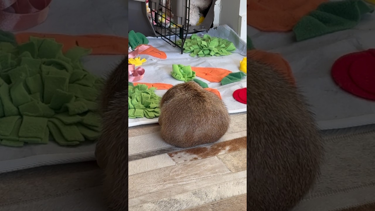 Pet prairie dog looks exactly like a potato