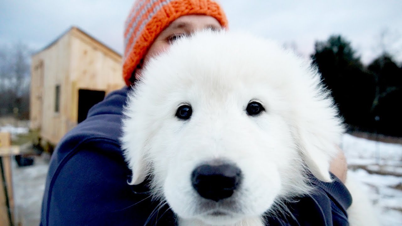 Livestock guard puppy moves in at duck farm