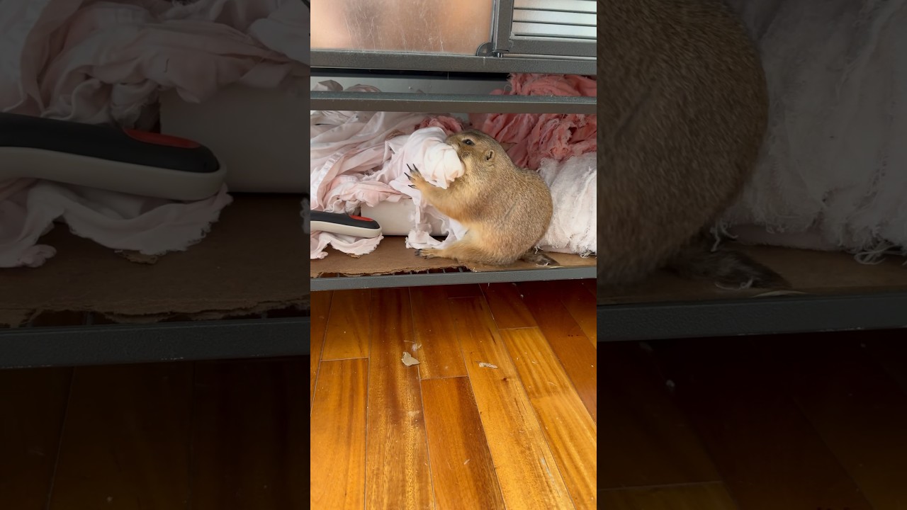 Prairie dog Poppy attempts to move a sheet into her nest