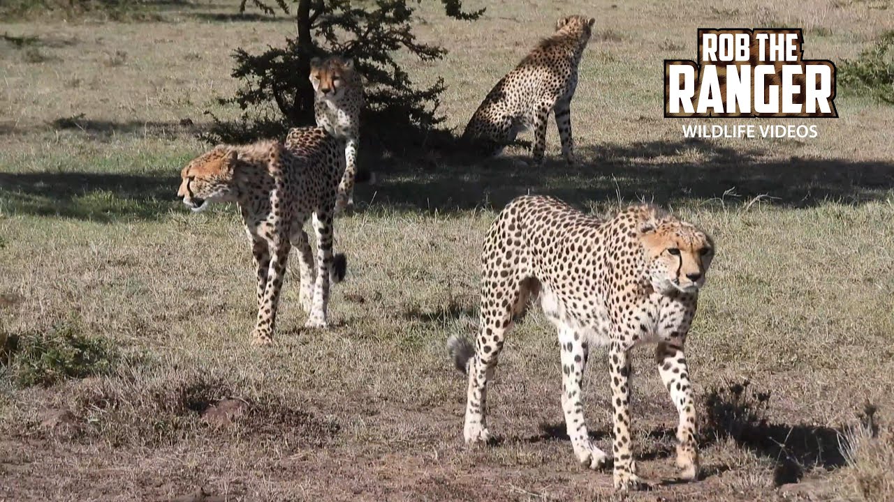 Witness cheetah family hunt in high speed action chase