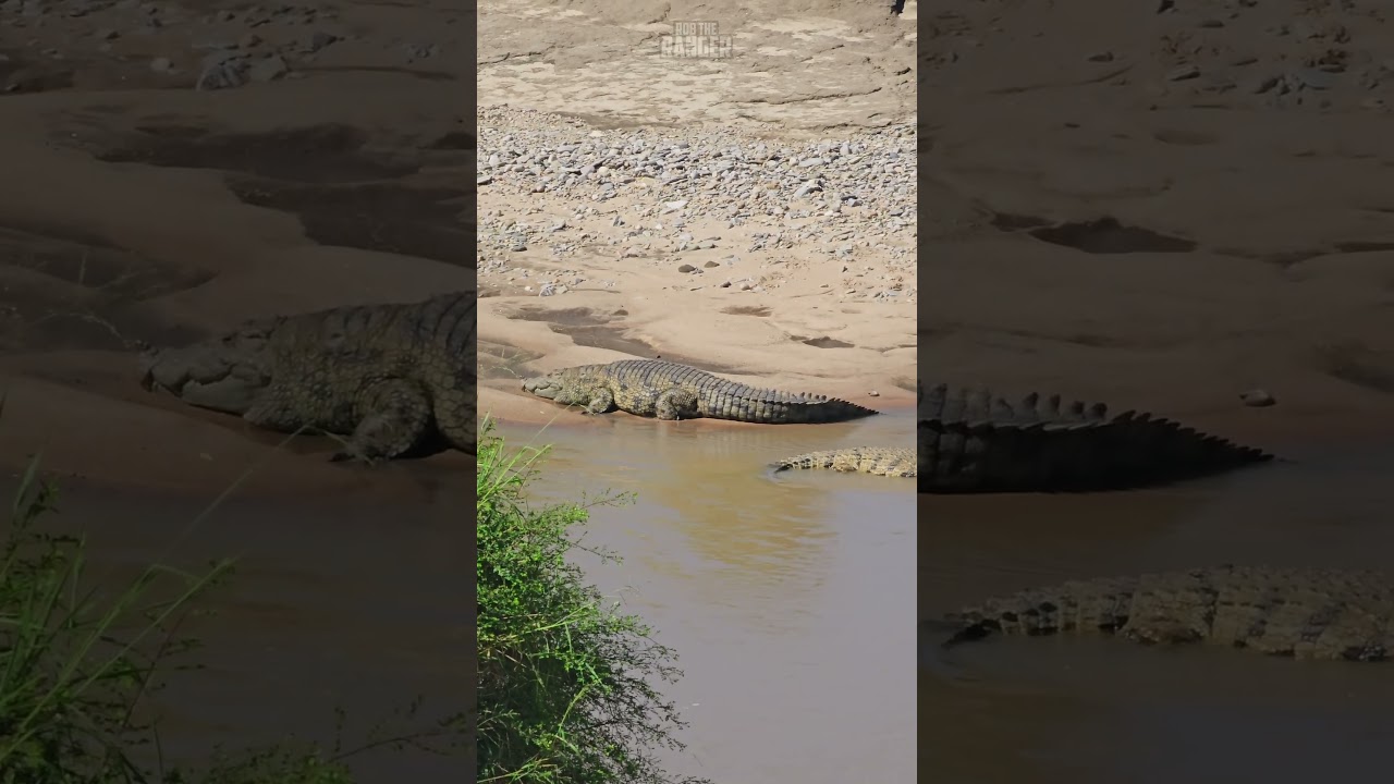 Jaw-Dropping Nile crocodiles basking in hot sun