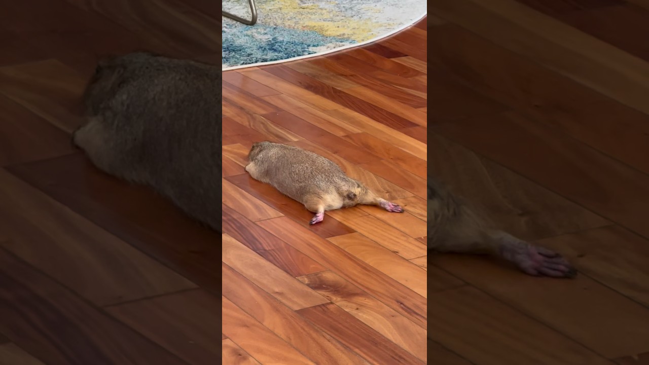 Prairie dog Poppy goes into a relaxed sploot position