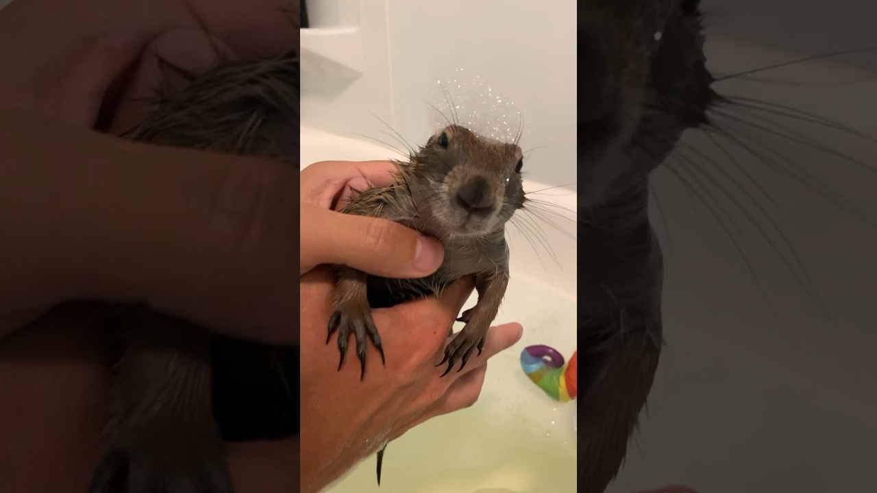 Time for a prairie dog bath