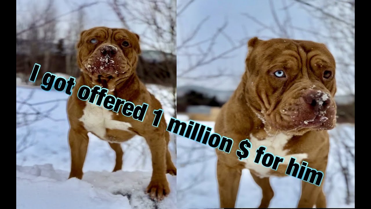 "Meet Simba, the Dog of the Week—Wanted in Dubai"