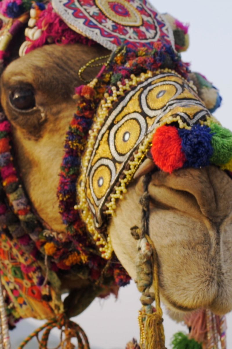 Ashok’s Mission to Save Camels Through Art and Tradition