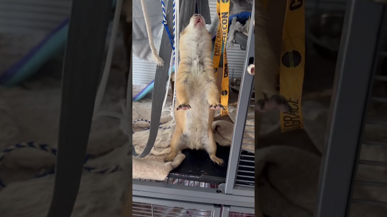 A prairie dog 'wahoo' to get you through Monday