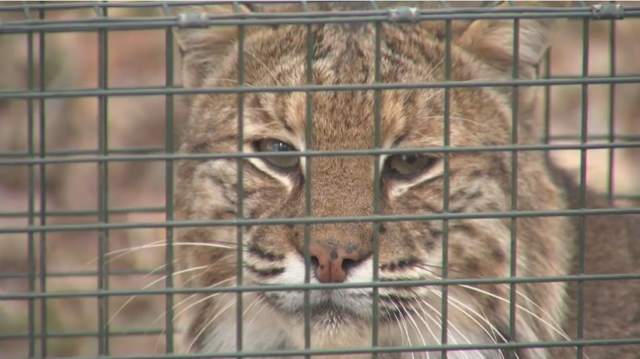 Bobcat trapping season begins this fall