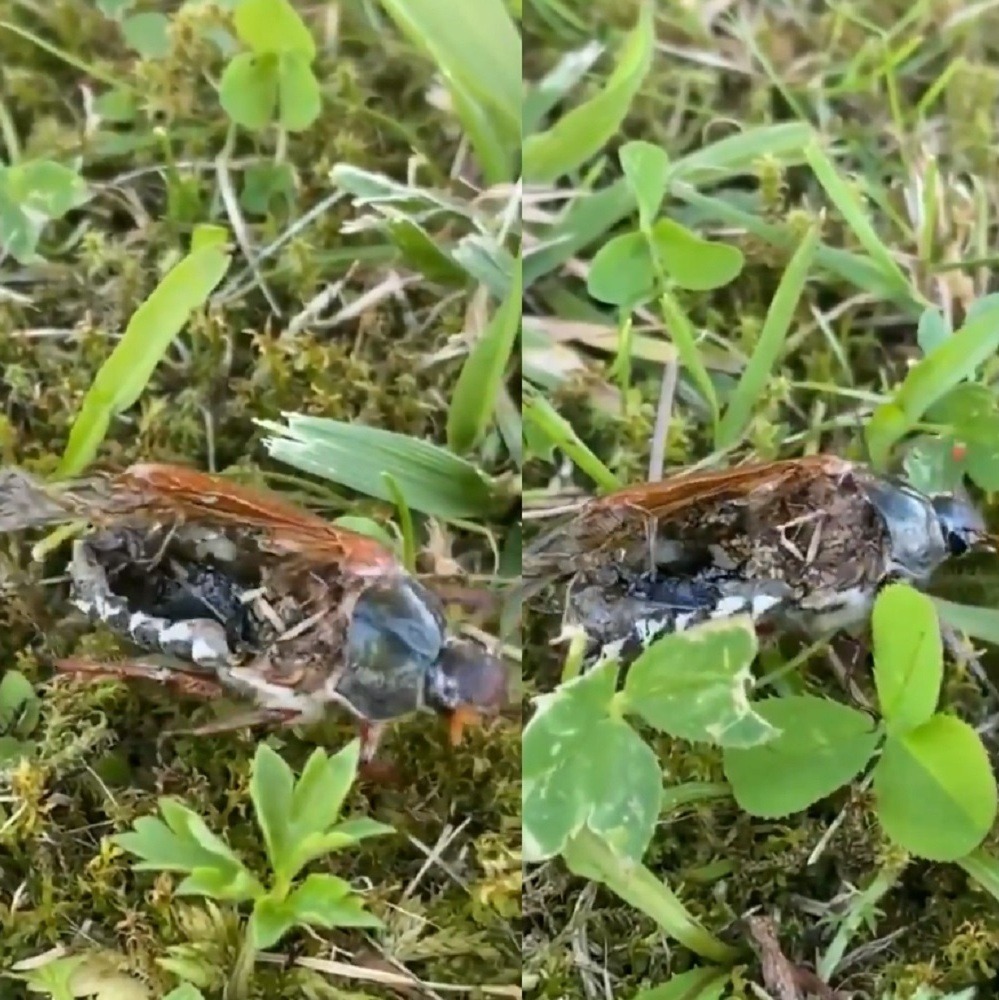 Zumbi da vida real: fungo é flagrado controlando corpo de inseto morto