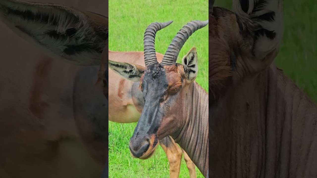 Jaw-Dropping Face Of A Majestic Wild Animal!