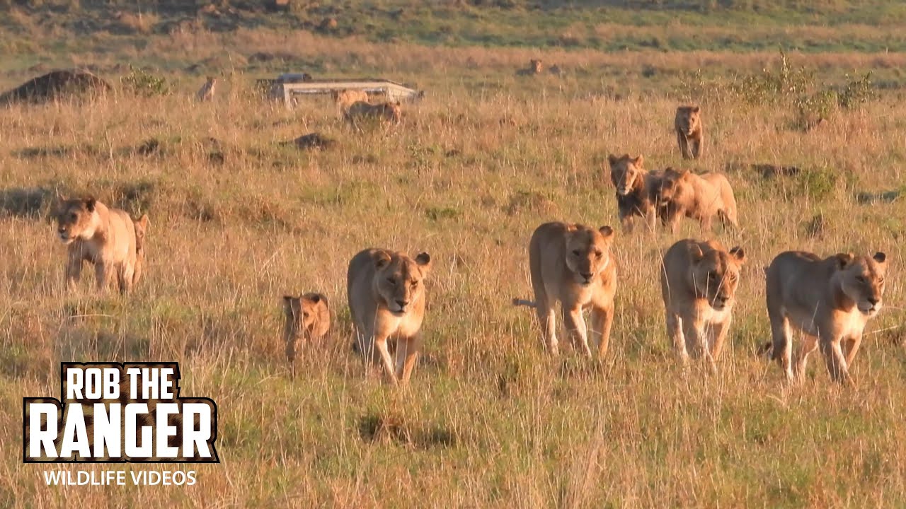 Wild Animals: Lion Pride Awakens - Morning Activity in the Mara