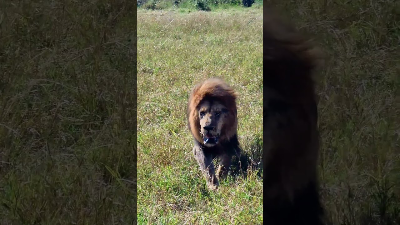 Witness Wildlife—Nomadic Lion On the Move Across Plains