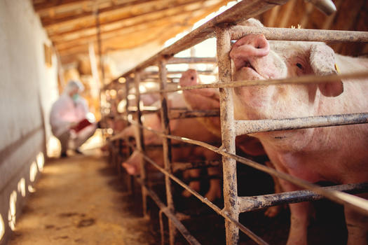 IL CAFOs on rise as industry remains underregulated