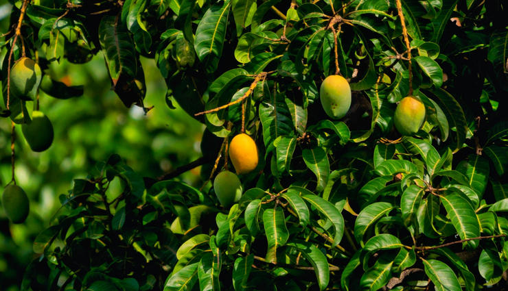10 Proven Health Benefits of Mango Leaves