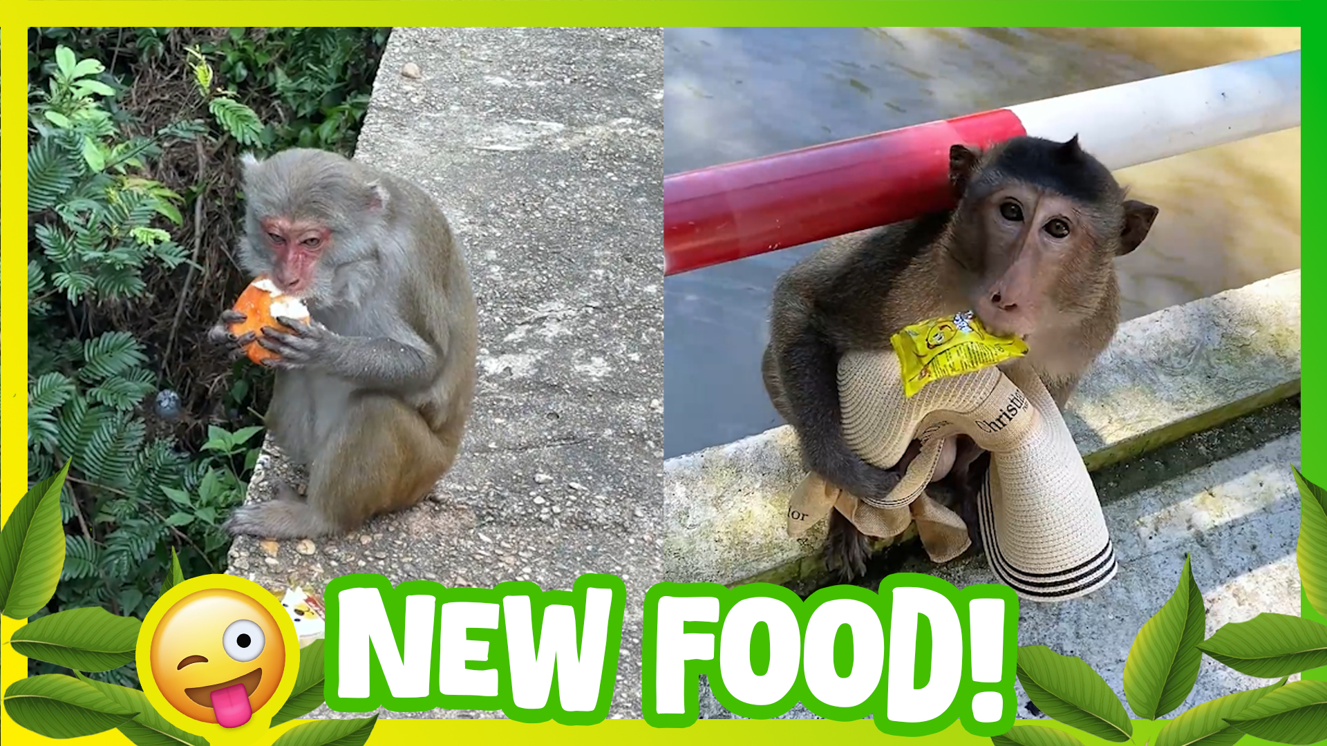 Monkey Tries New Food: Funny and Adorable Reaction! 🐒🍽️😂