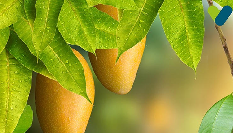 10 Proven Health Benefits of Mango Leaves