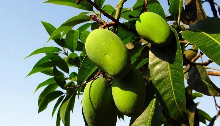 10 Proven Health Benefits of Mango Leaves