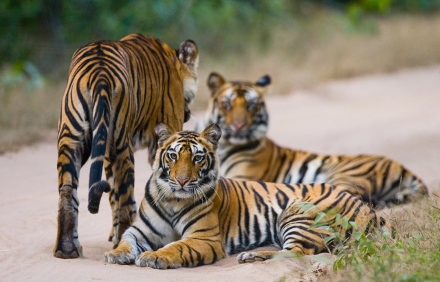 Researchers make unexpected discovery about 'near miraculous' tiger ...