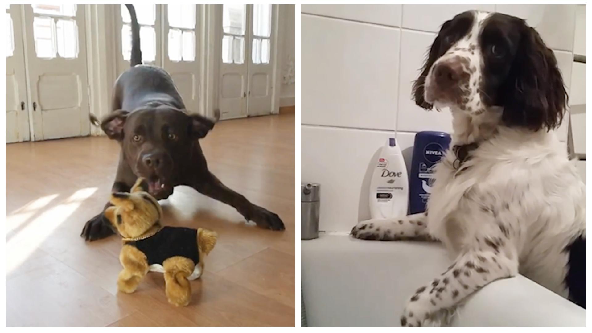 Dogs doing random funny things – guaranteed laughter! 😂🐶