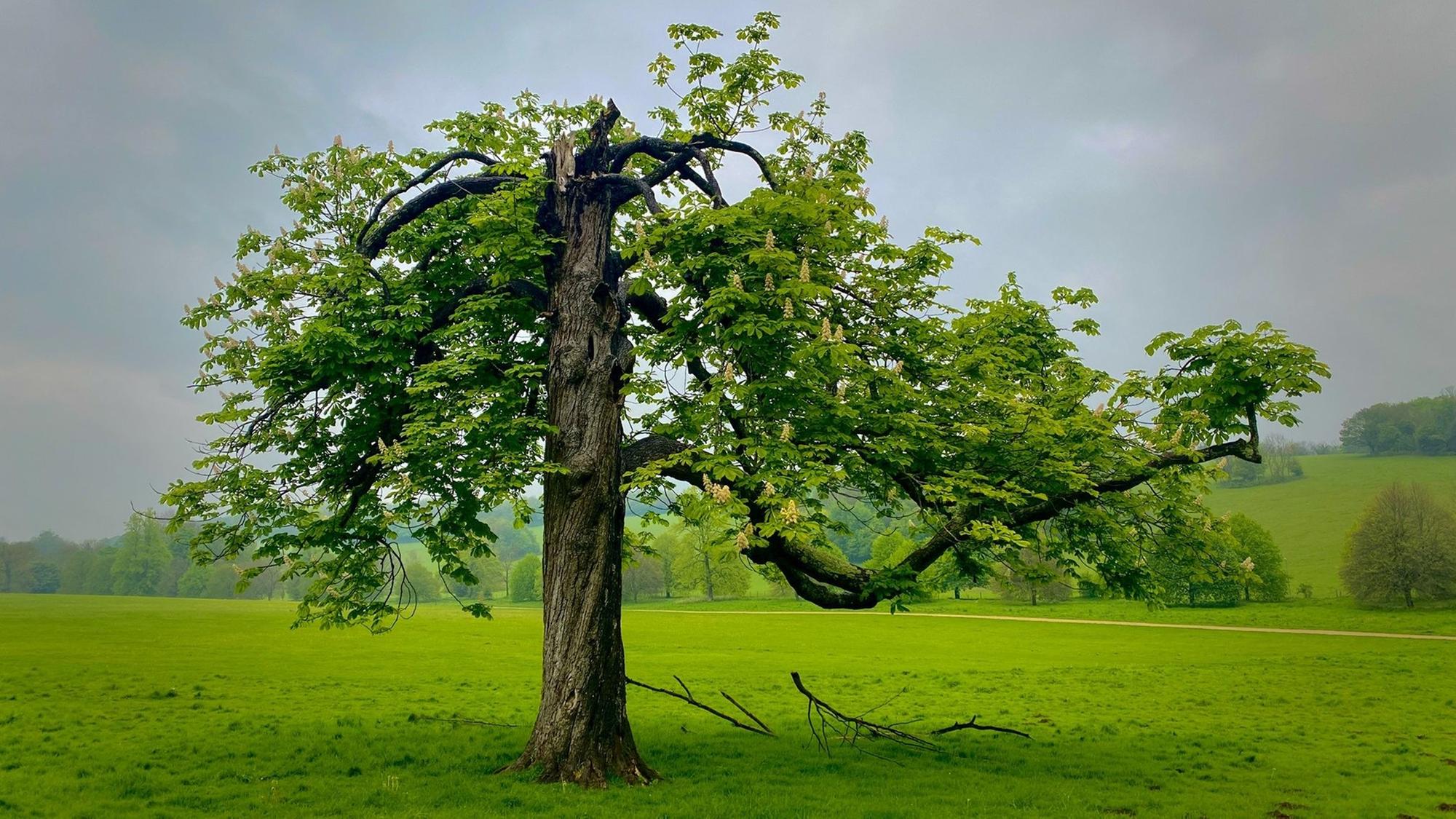 Photo competition returns to celebrate more Sussex trees