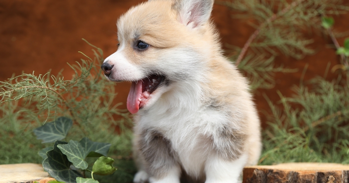 Which Dog Breed is the Cutest? Here Are 10 Great Picks – Is Yours on ...