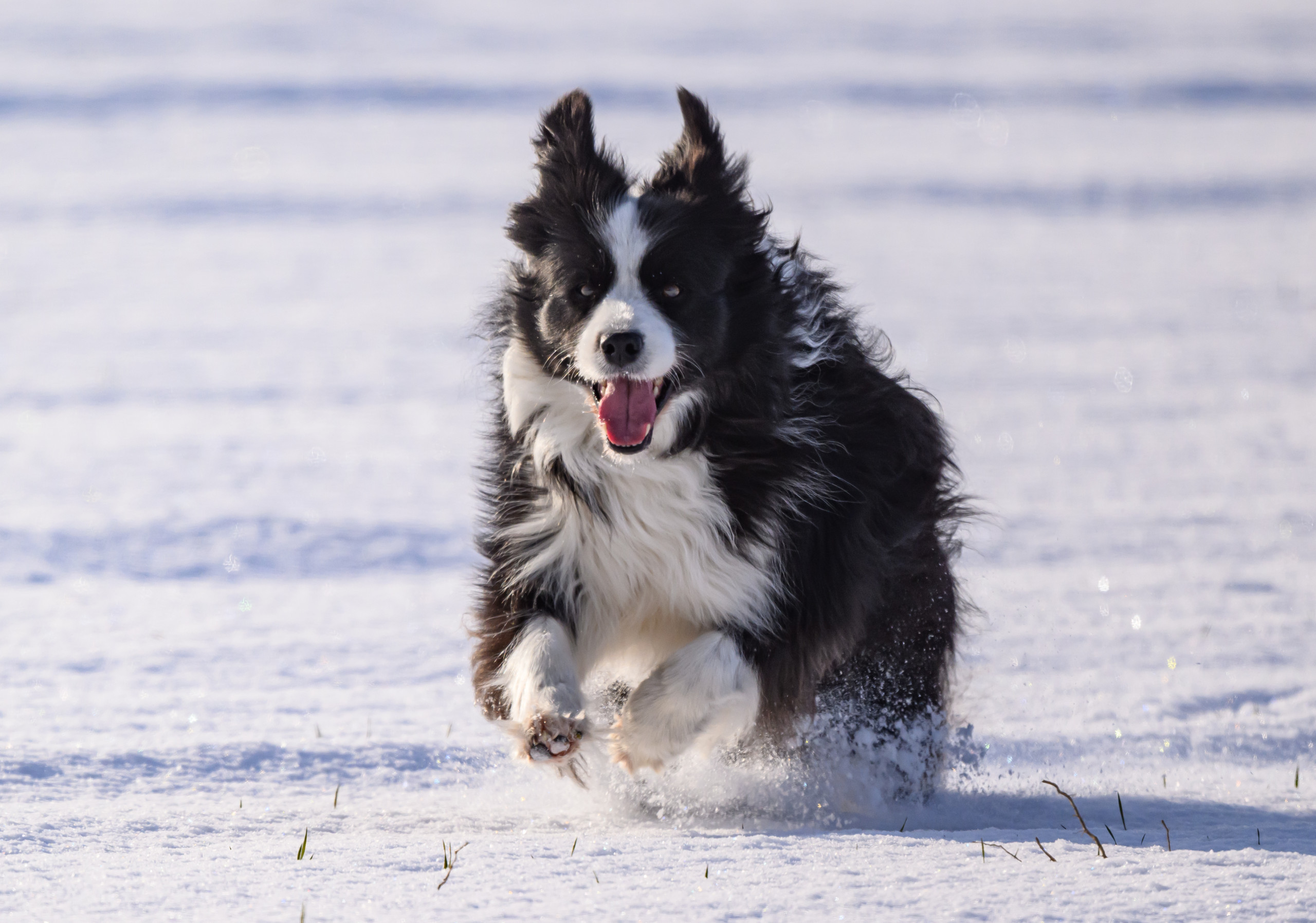 Too cold outside to play? Not for these good boys!