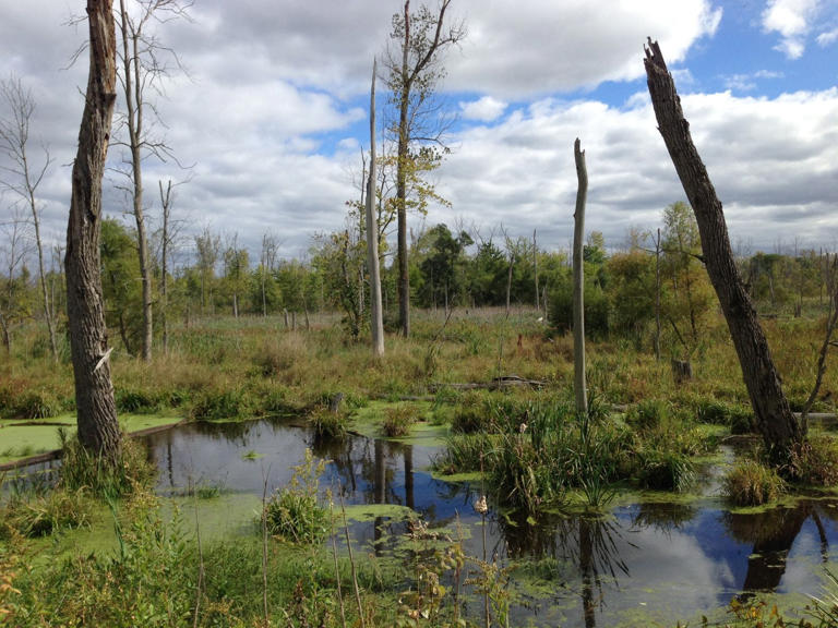 How will Trump's staff cuts affect visitors to Indiana Dunes National ...