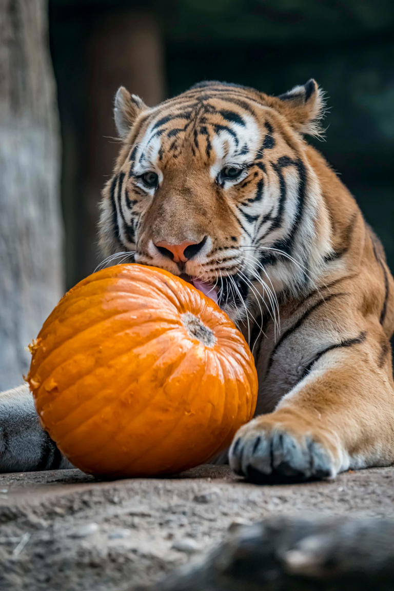 Meet Milwaukee's Animals: Kash the Amur tiger has lived at the ...