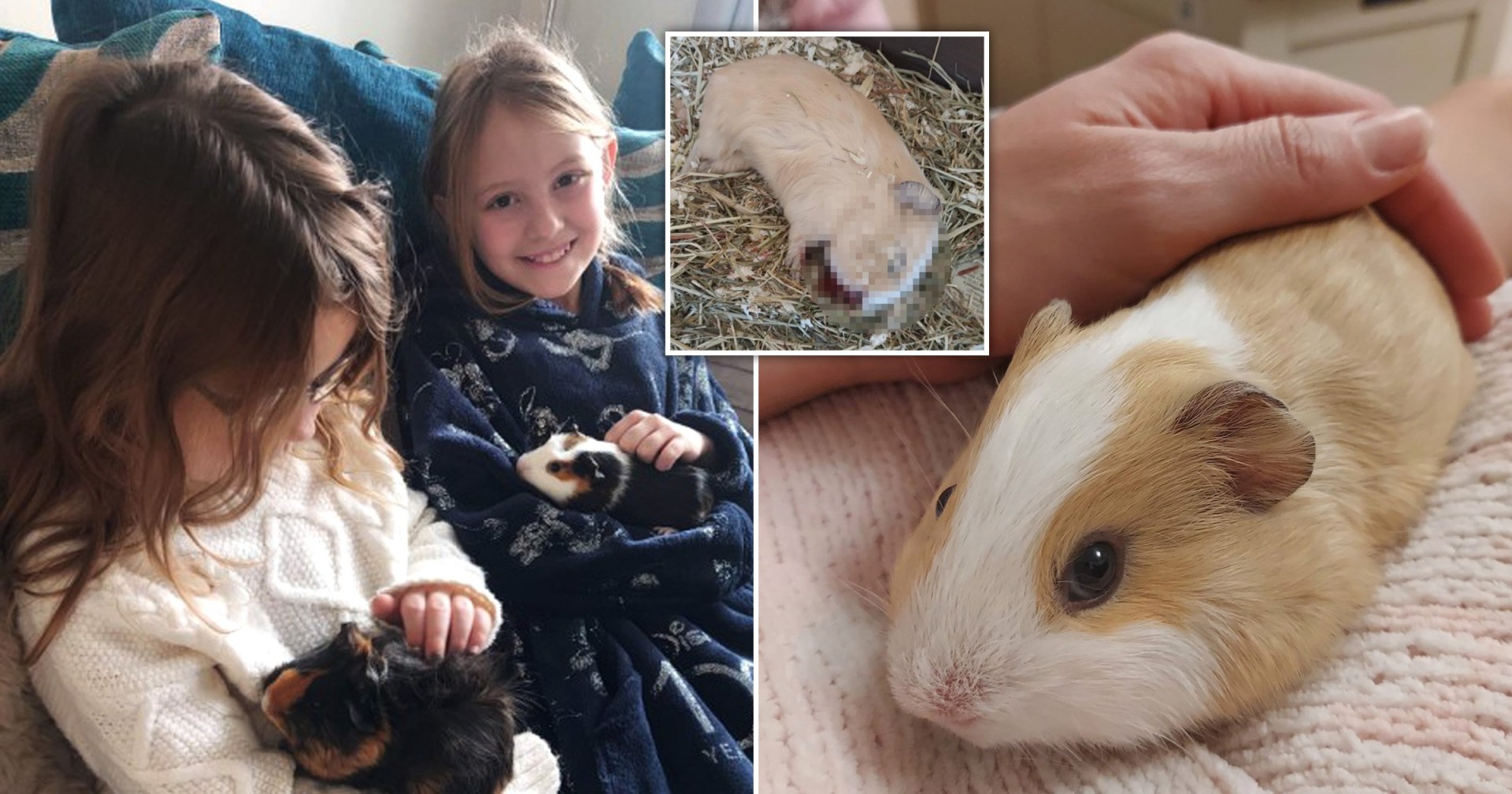 Family ‘distraught’ after two Pets at Home guinea pigs die within a week