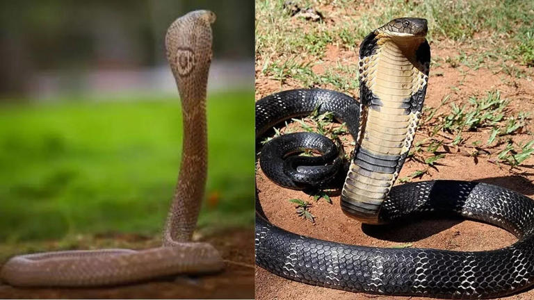 How is the king cobra different from other cobras: Size, diet, venom ...
