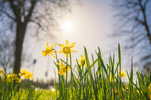 Spring 2025: When does spring start, when do the clocks go forward and why?