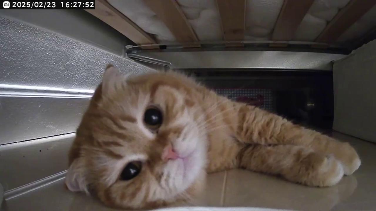 Pet cat plays with CCTV camera