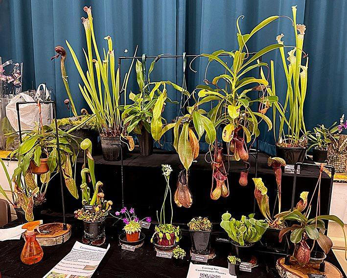 Sheffield orchid show and exotic plant fair