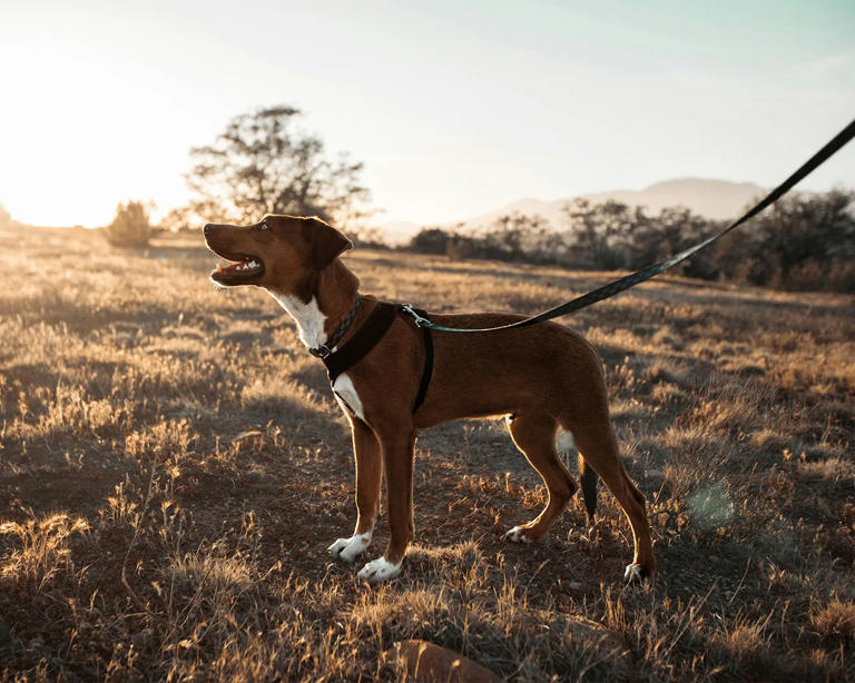 Should You Run with Your Dog? 6 Things to Consider
