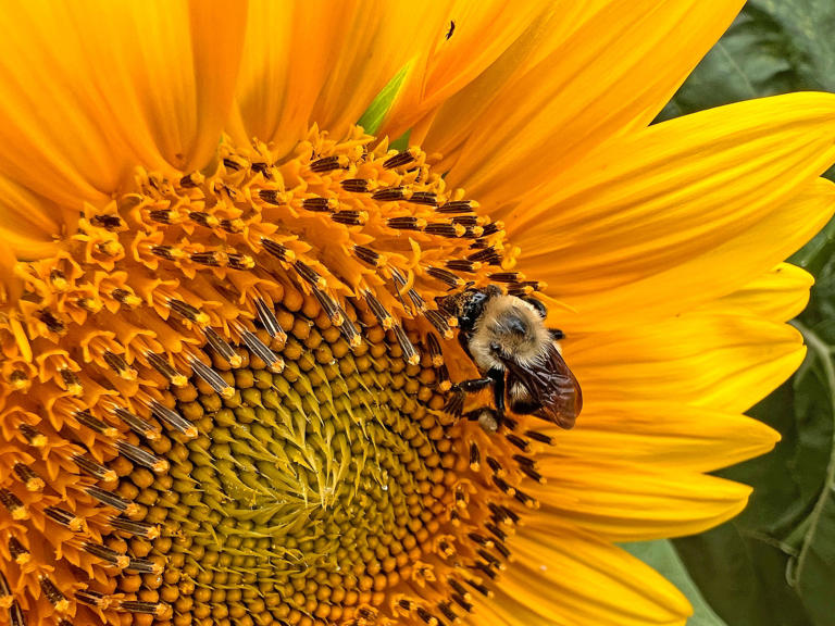 Do you have a cold or just allergies? Here's how to tell the difference ...