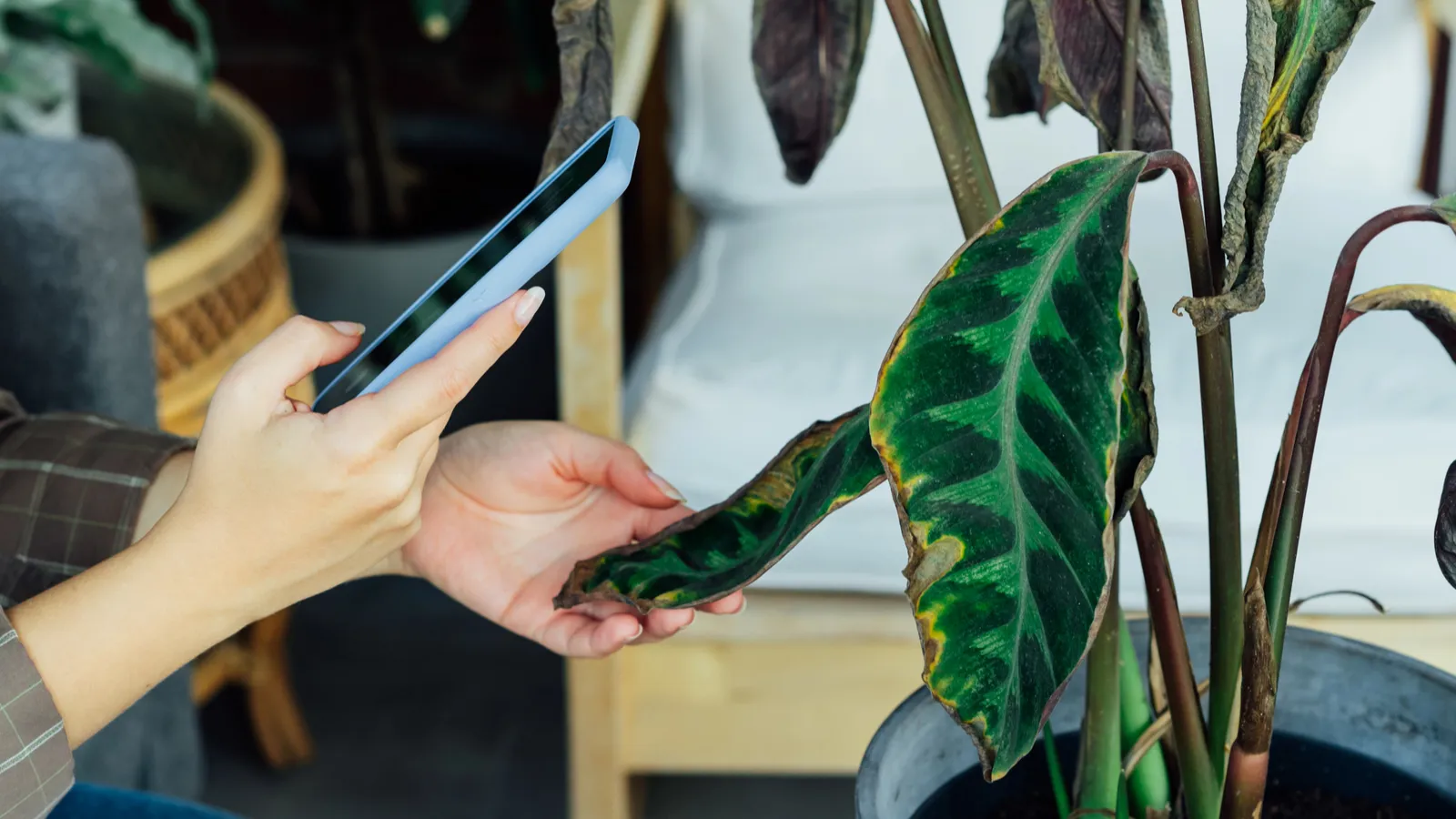 15 Hacks That Will Bring Your Dying Plant Back to Life