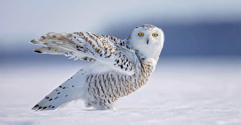 The majestic animals that call the Arctic home The majestic animals that call the Arctic home