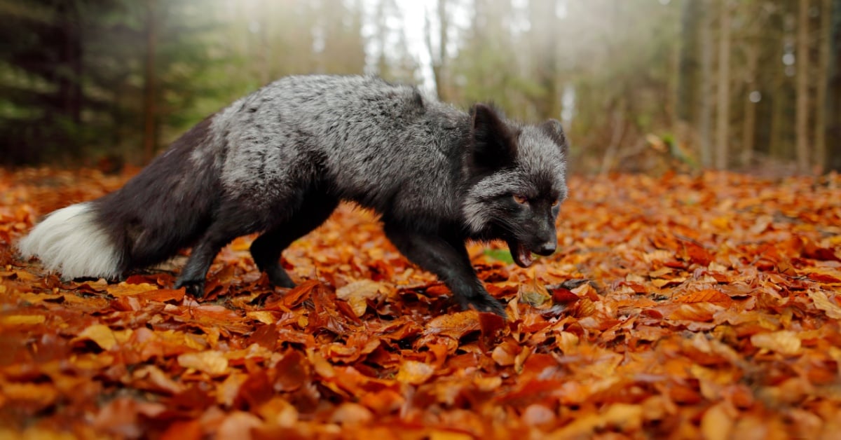 China's Silver Fox spoofs medical imaging apps to hijack patients ...