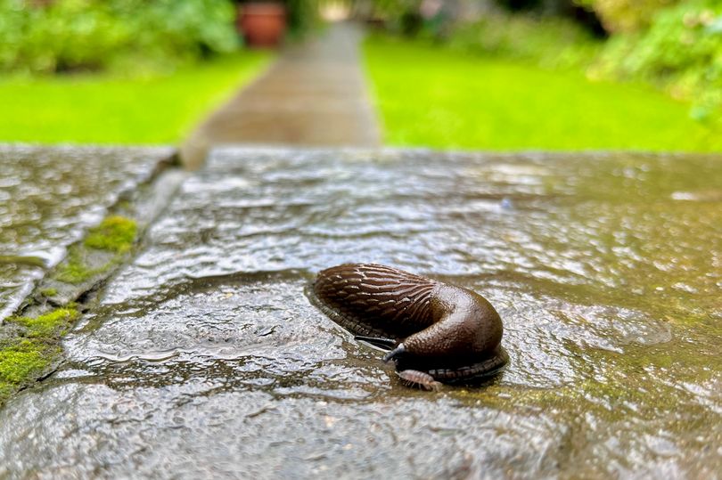 Slug invasion 2025 imminent say experts but advise on 65p natural ...