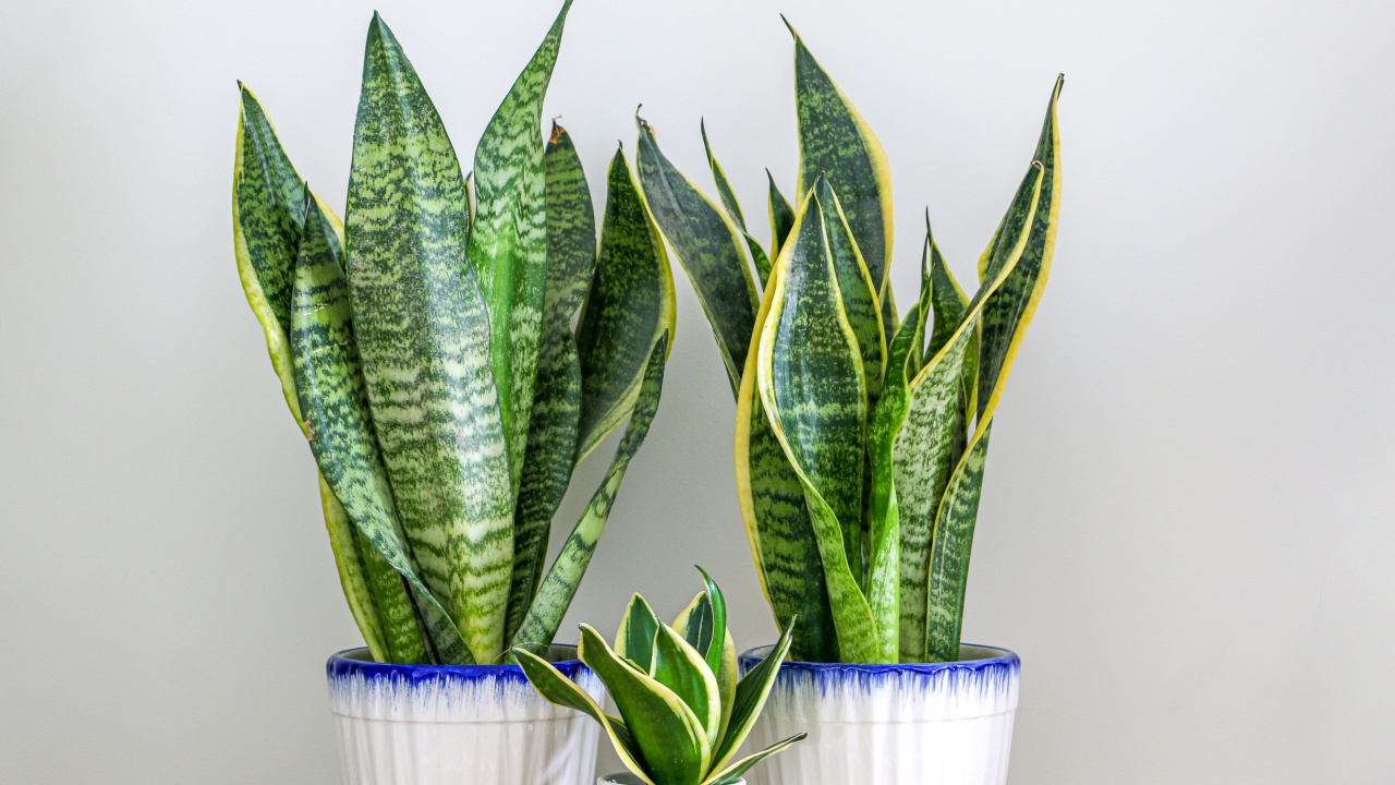 18 set-and-forget houseplants that are simple to care for