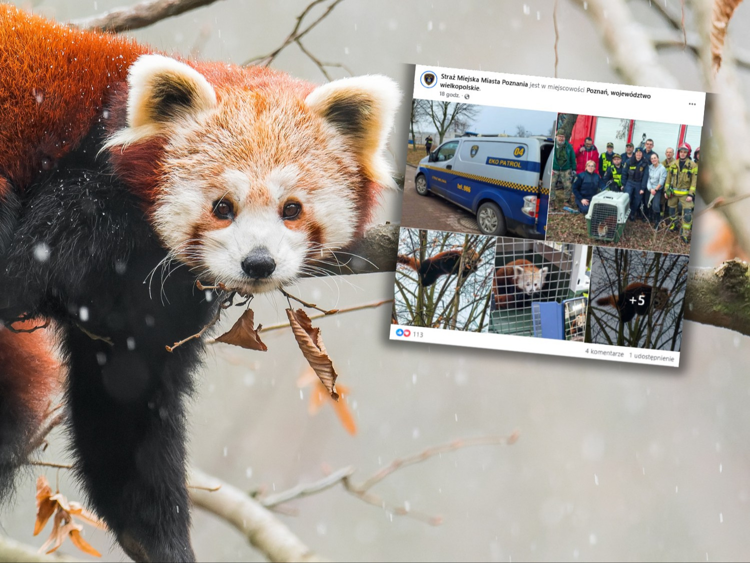 Pandka ruda uciekła z poznańskiego zoo. Zaskakujący finał poszukiwań