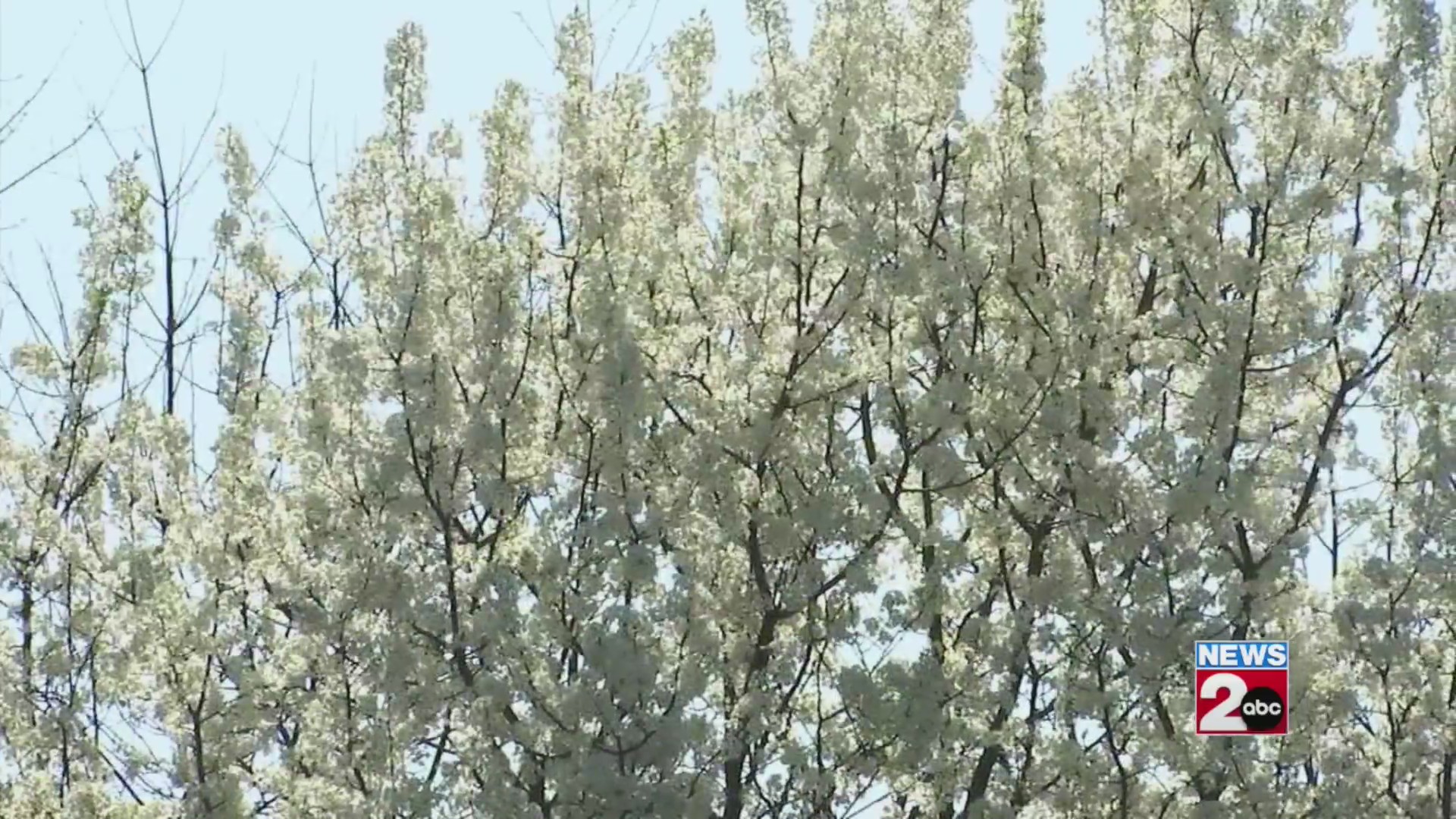 State study of Bradford Pear tree possible