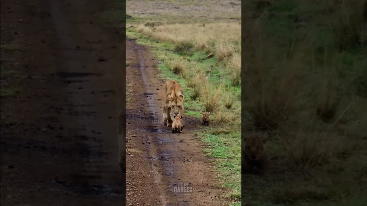 Troublesome twins create chaos across the wildlife scene