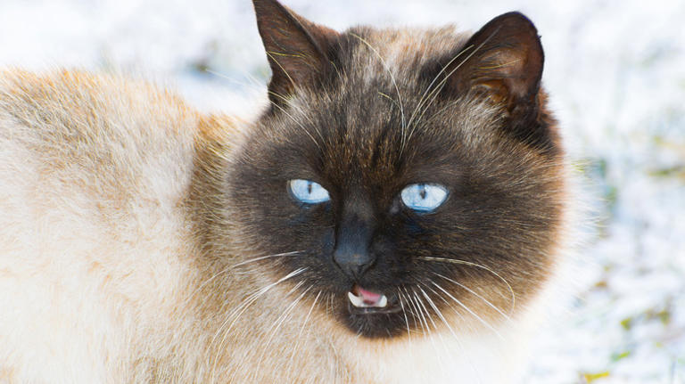 The 13 Noisiest Cat Breeds (And What They're Trying To Tell You)